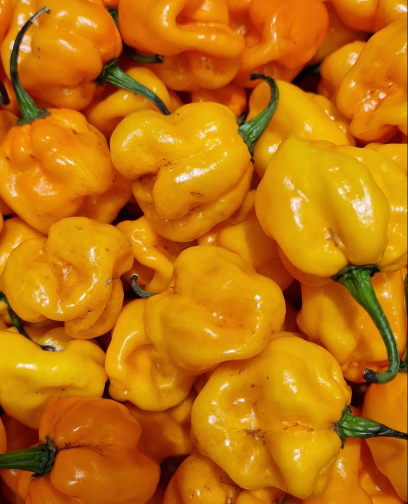 Box of Yellow Hot Pepper 4KG | Habanero | Ata Rodo | Scotch Bonnet ...